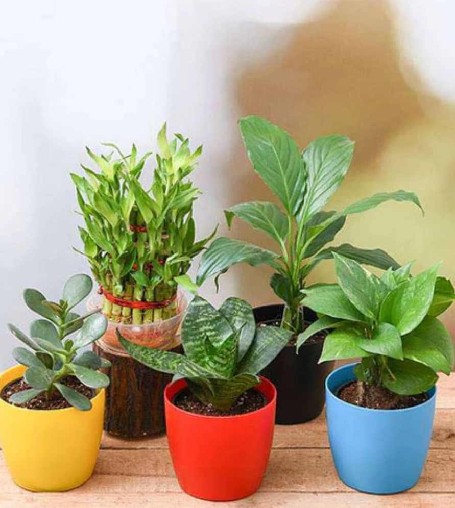 Home | Plan A Plant | Best plants delivered at your doorstep
