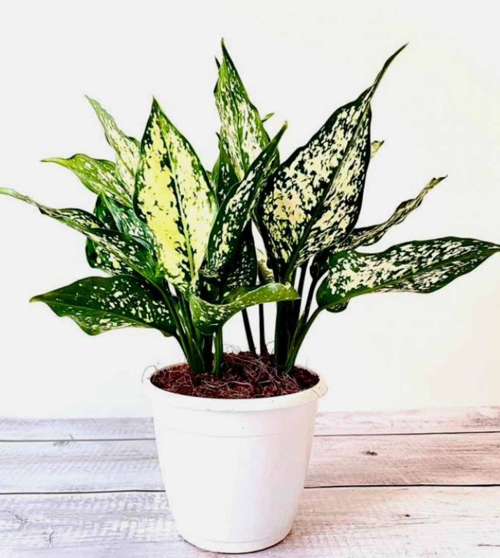 Aglaonema snow white, Aglaonema snowflake - Plant — Plan A Plant