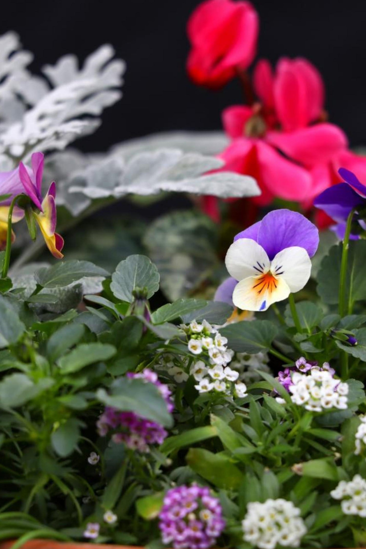 Home | Plan A Plant | Best plants delivered at your doorstep