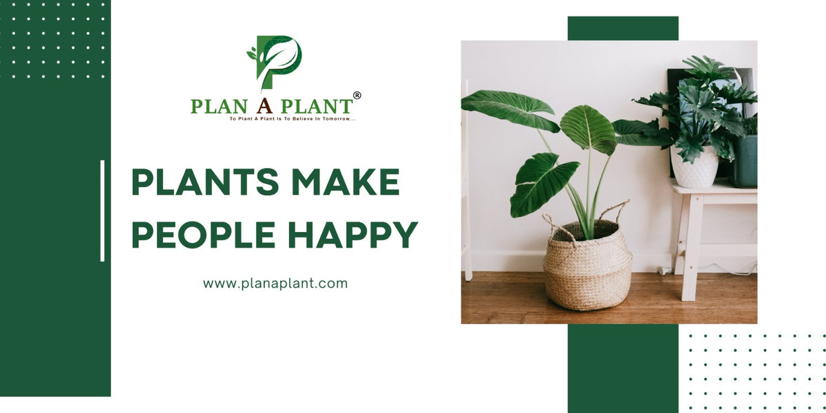 Home | Plan A Plant | Best plants delivered at your doorstep