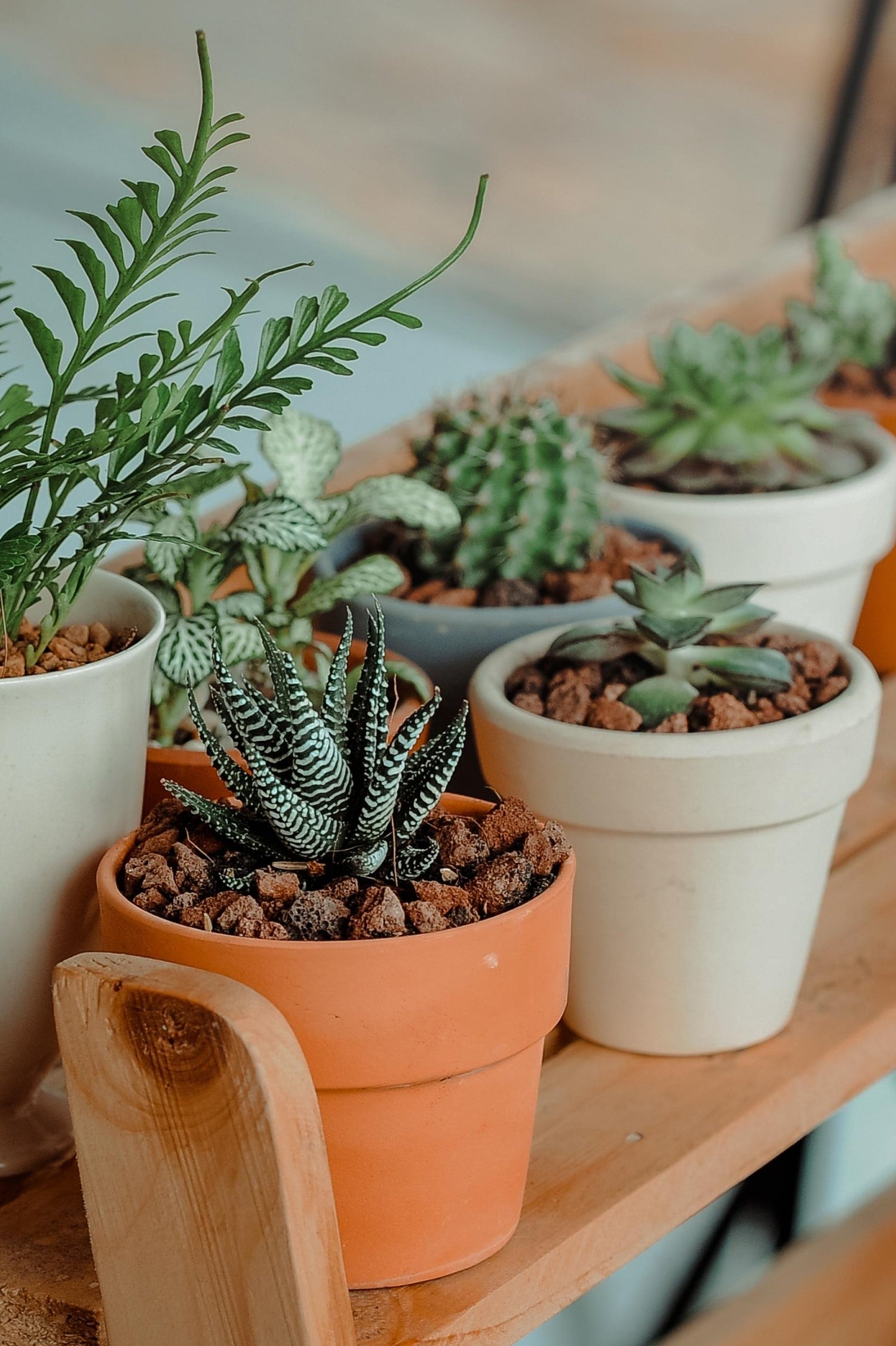 Home | Plan A Plant | Best plants delivered at your doorstep