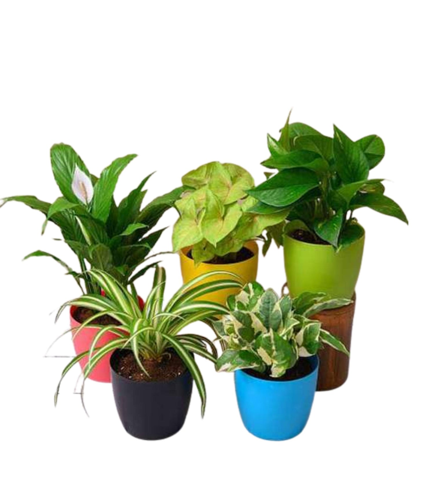 Home | Plan A Plant | Best plants delivered at your doorstep
