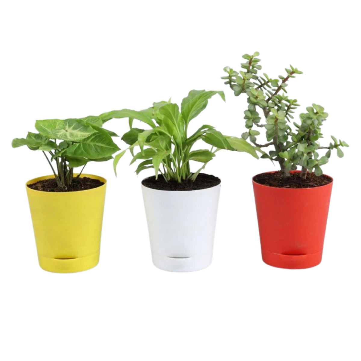 Plant Parent Basic Pack Plan A Plant plant-parent-basic-pack-plan-a-plant