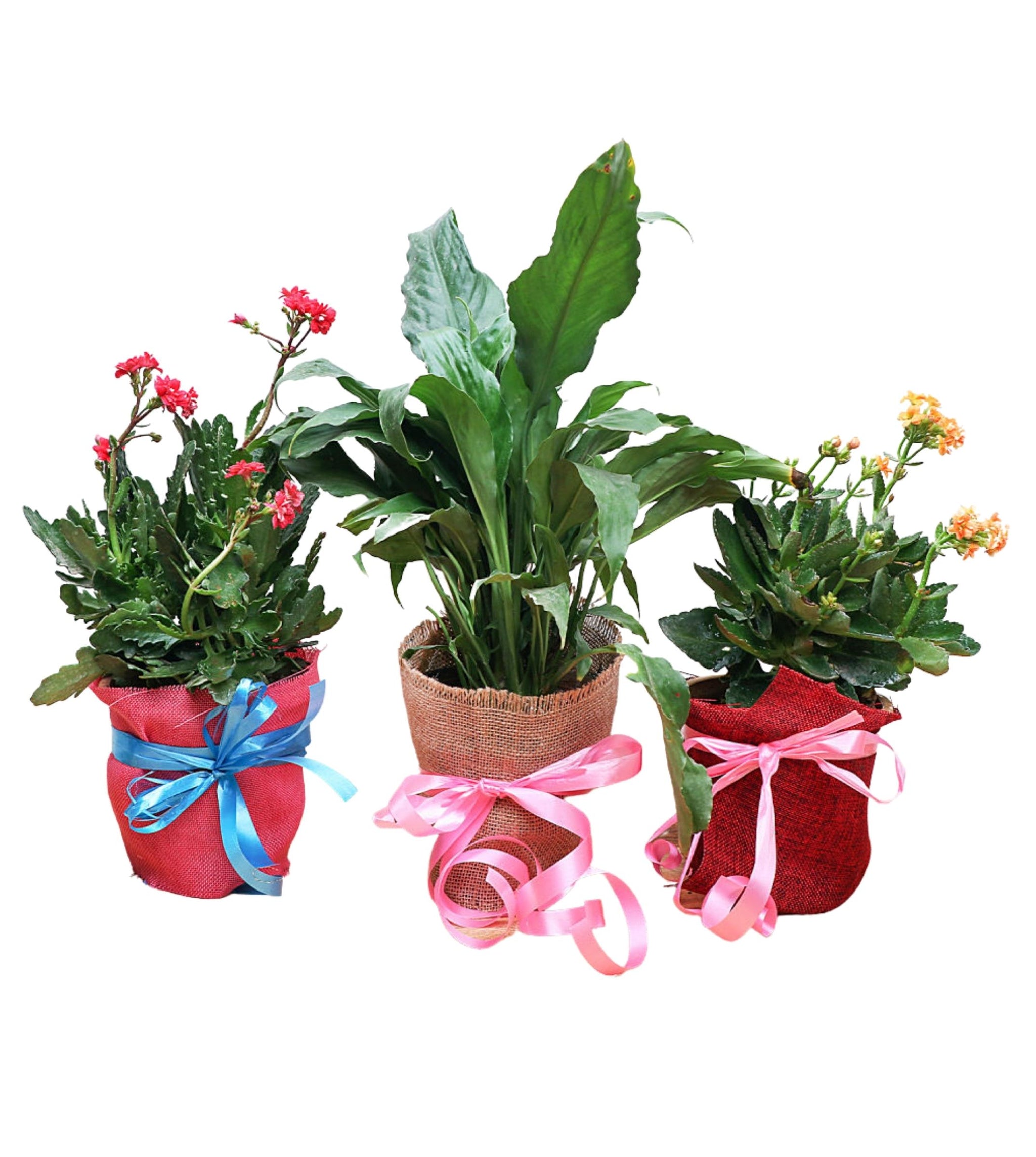 Home | Plan A Plant | Best plants delivered at your doorstep