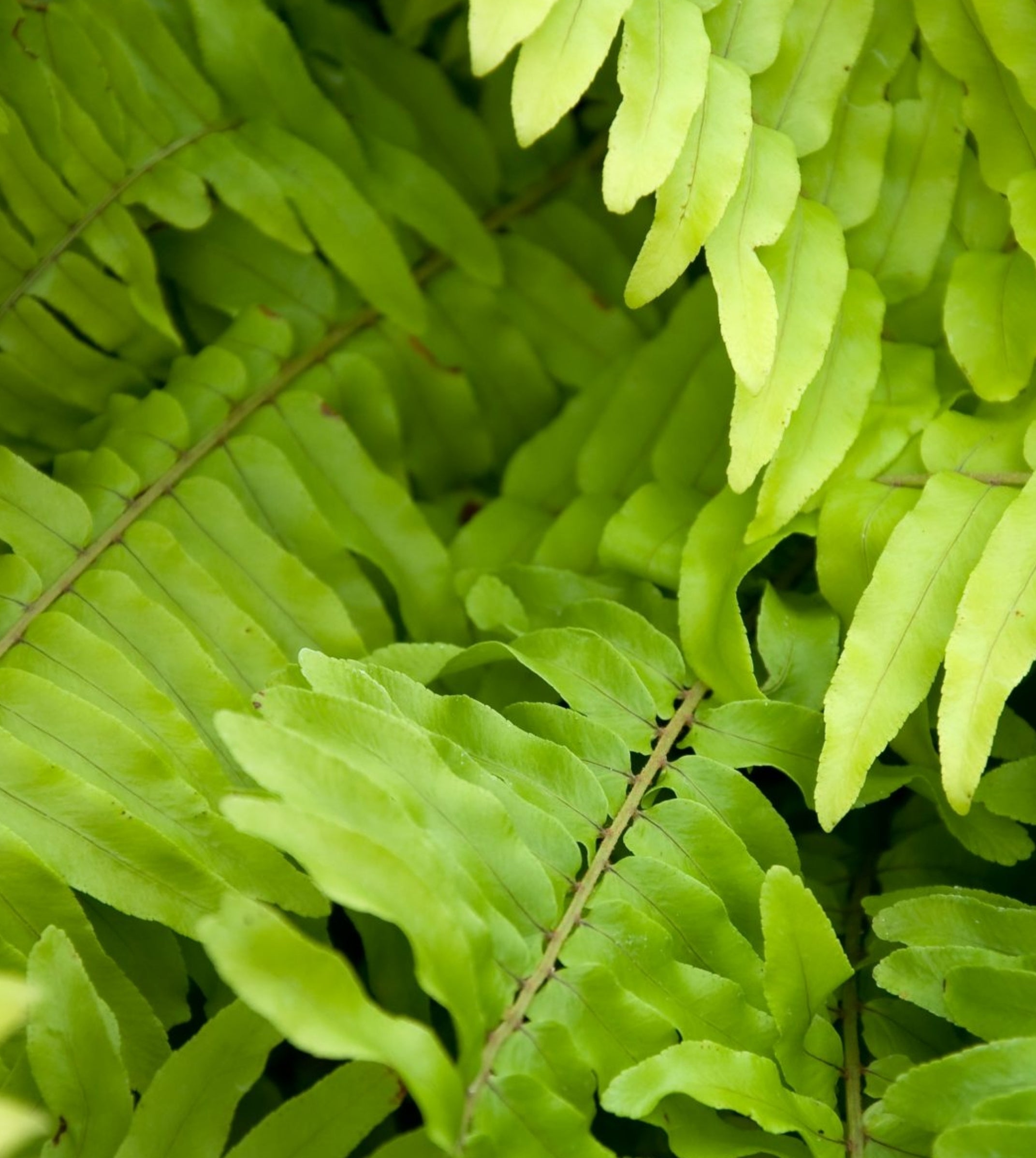 Golden fern Plant — Plan A Plant