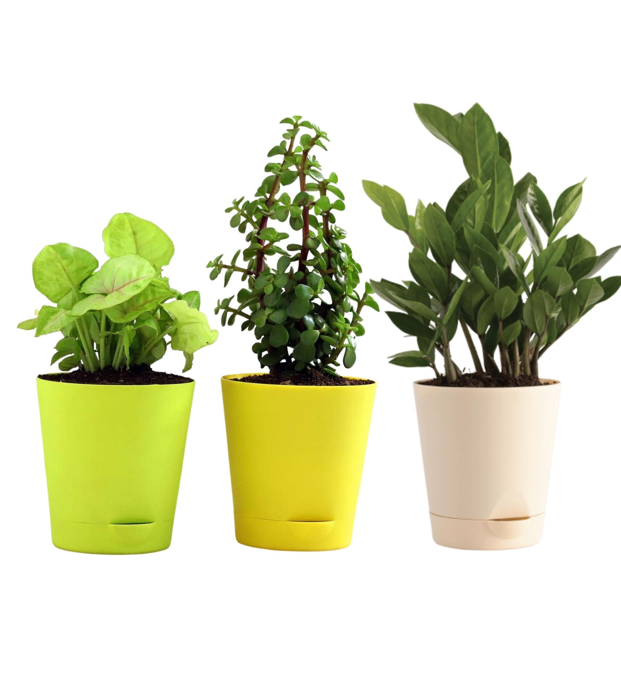 Home | Plan A Plant | Best plants delivered at your doorstep