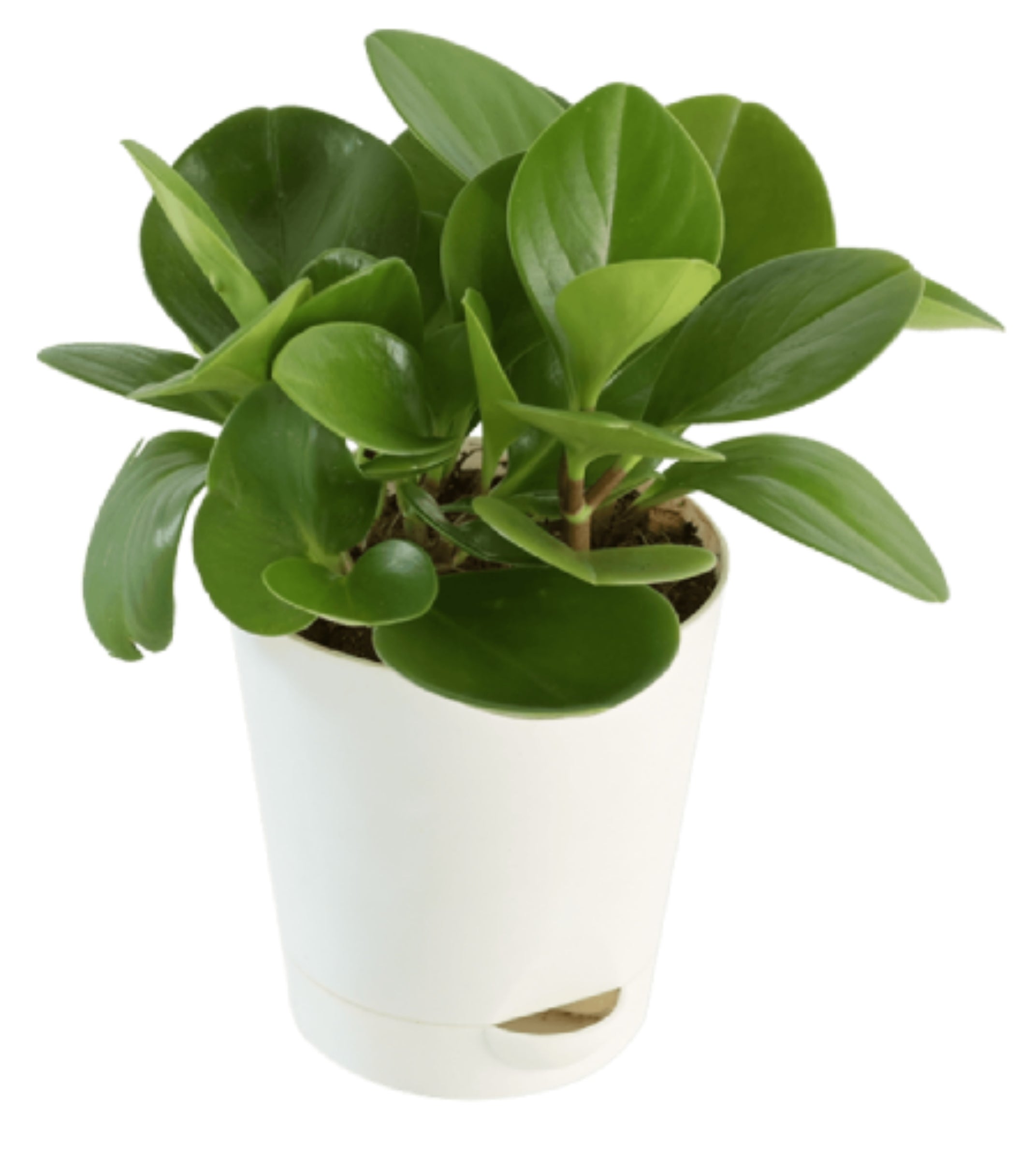 Peperomia Green — Plan A Plant