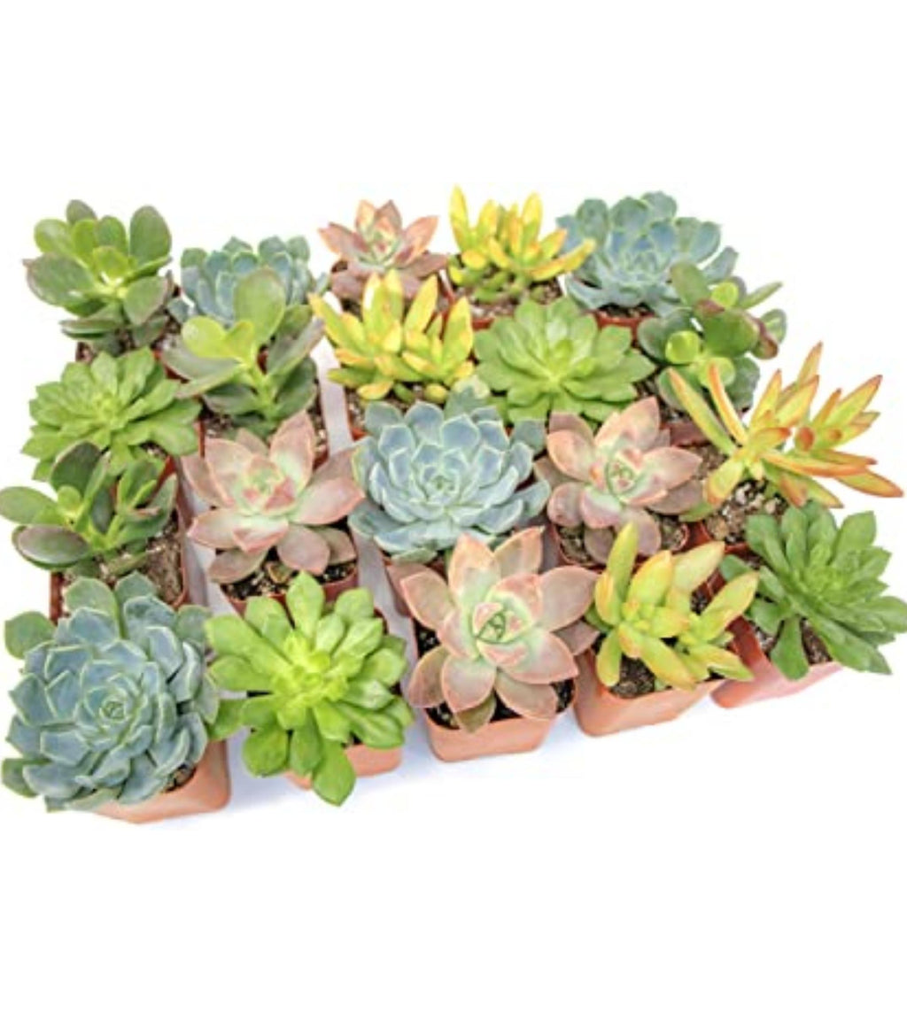 Succulents — Plan A Plant