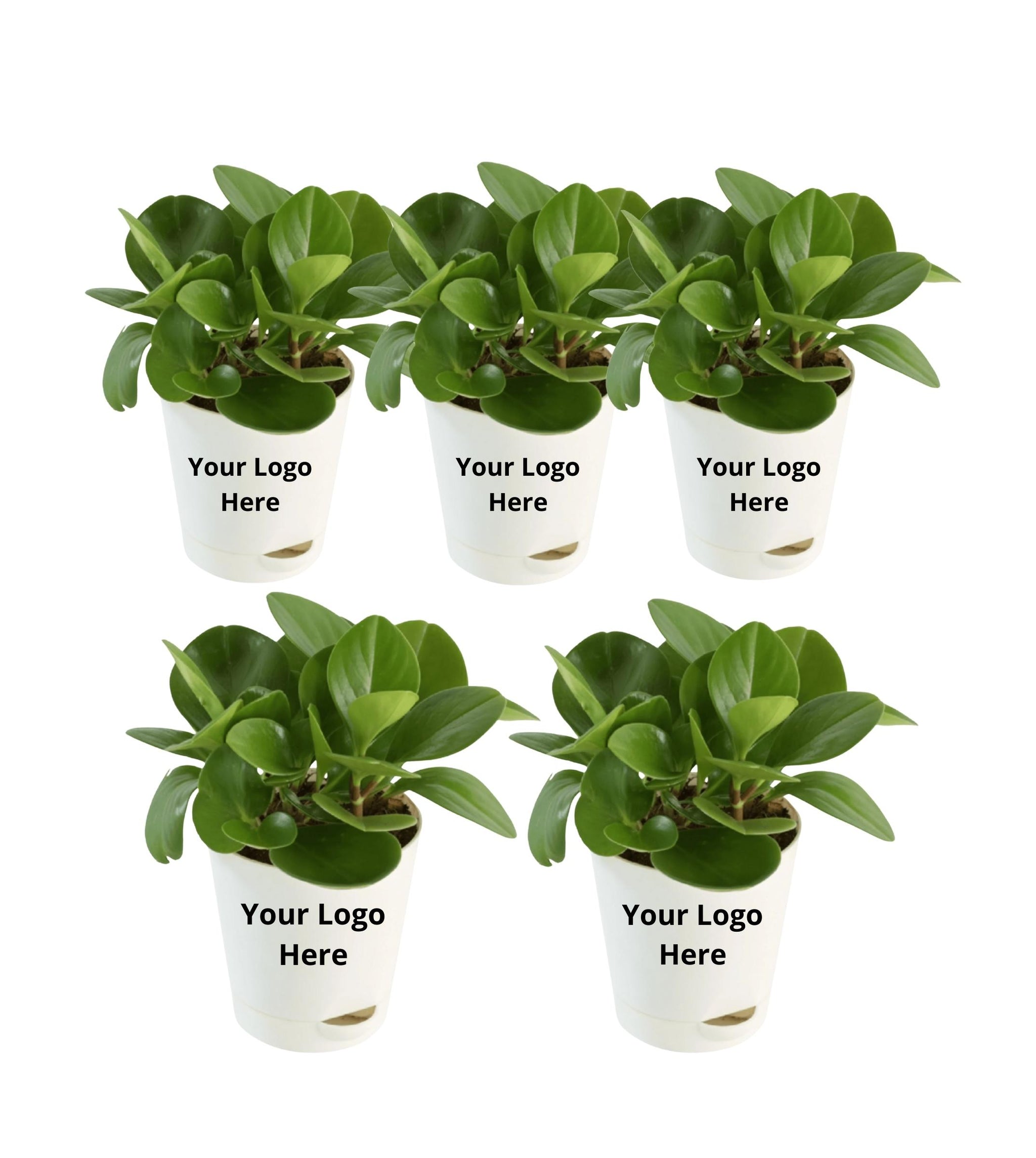 Home | Plan A Plant | Best plants delivered at your doorstep