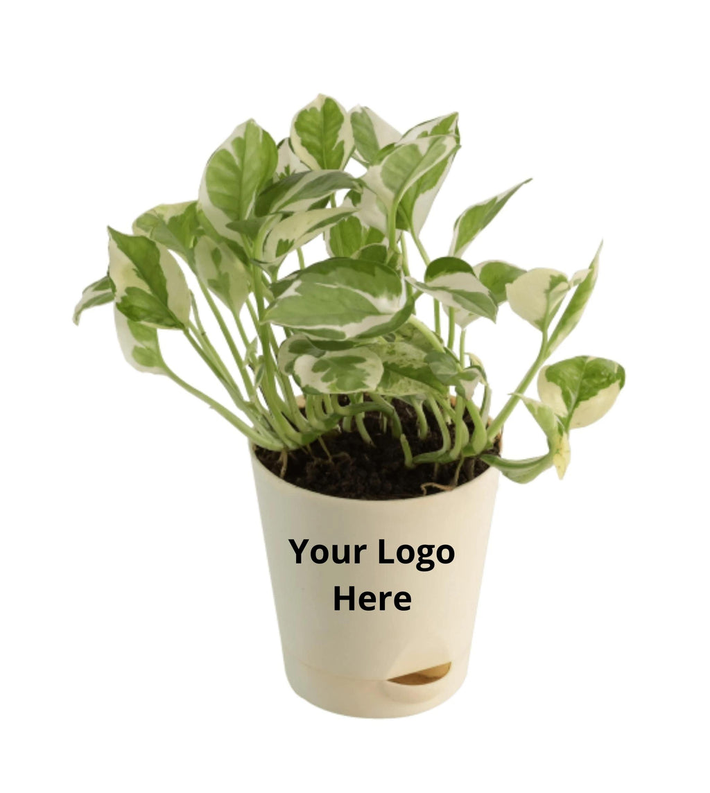 Home | Plan A Plant | Best plants delivered at your doorstep