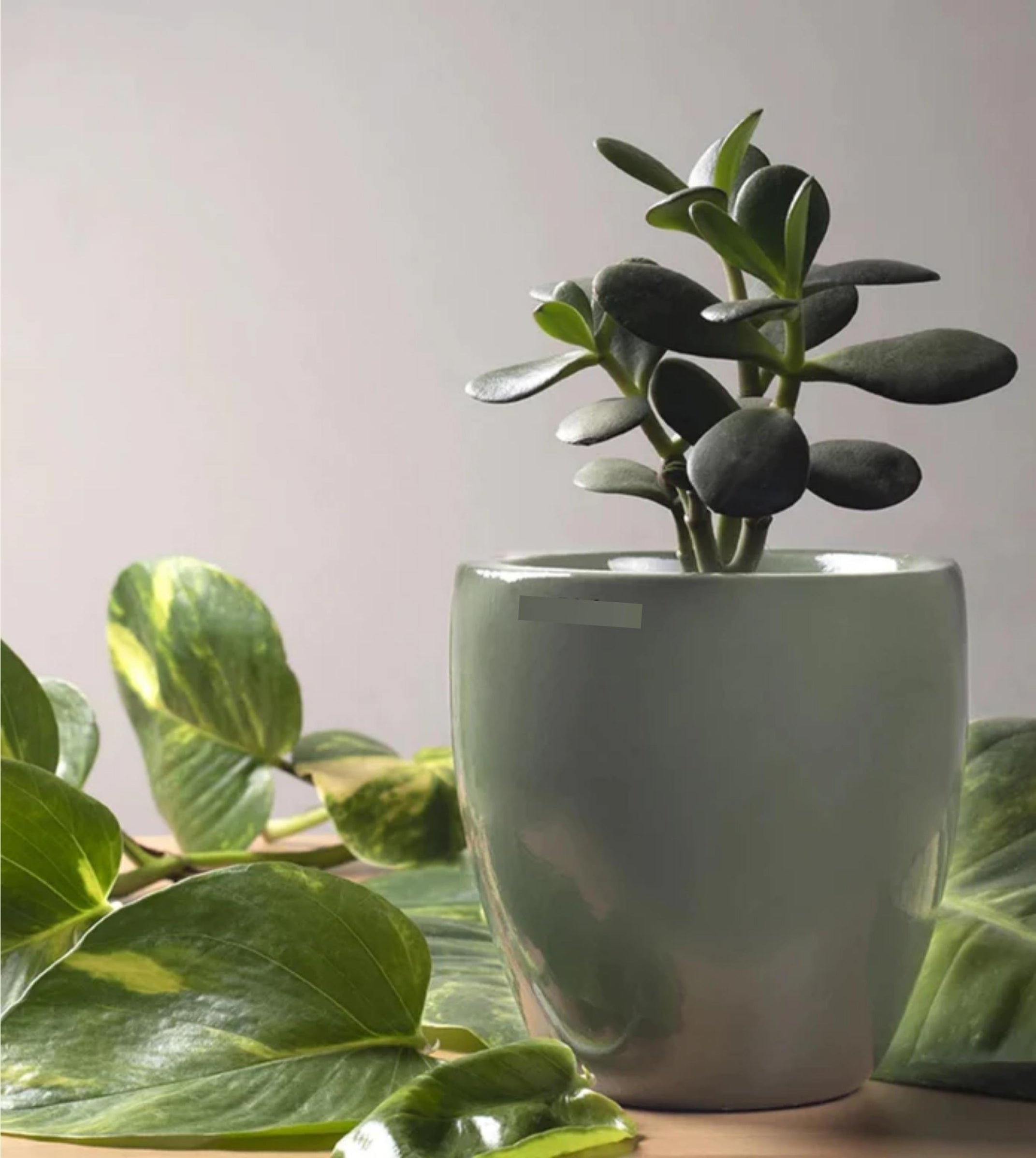 Nature's Hum Planter — Plan A Plant