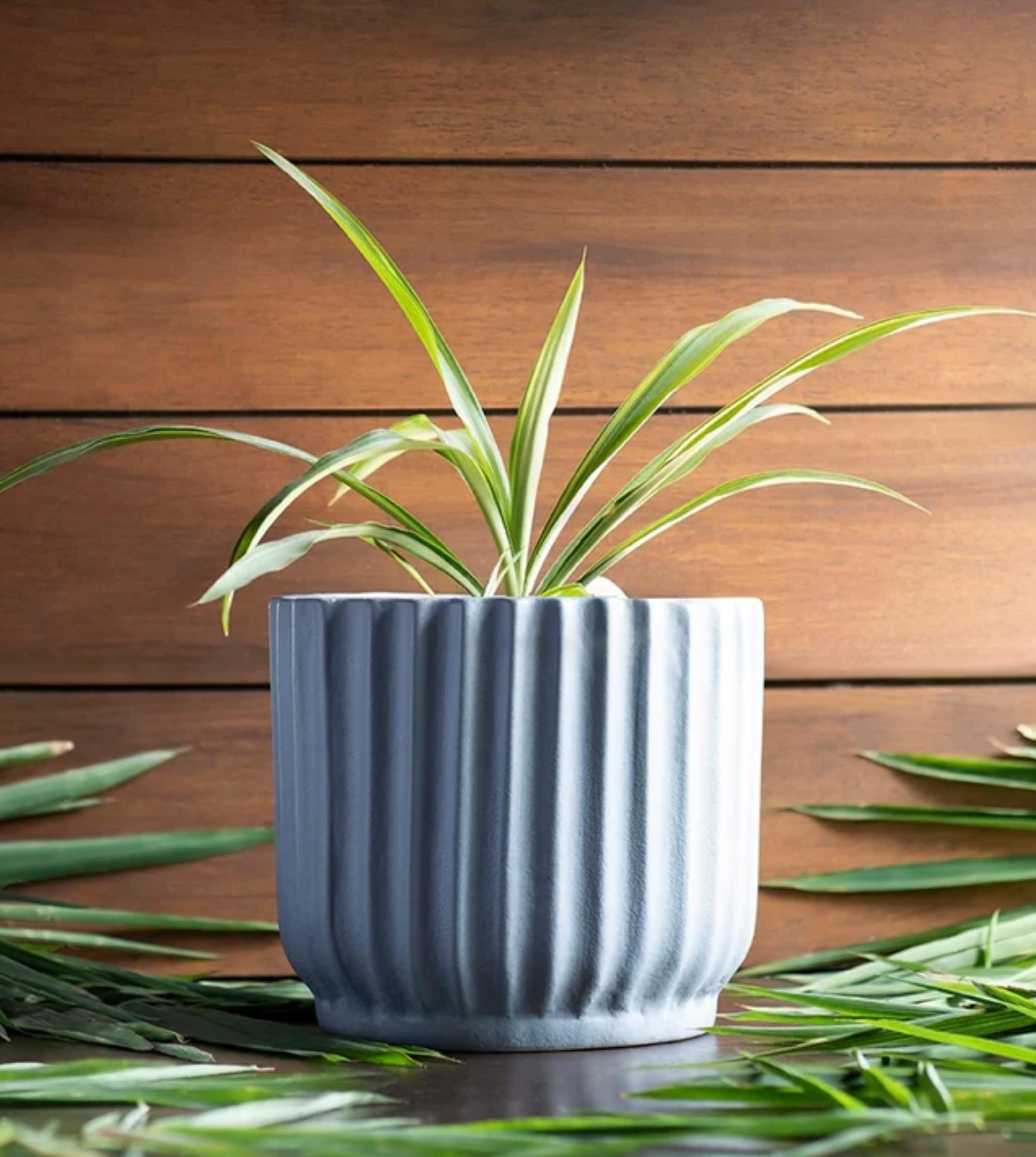Pheonix Planter — Plan A Plant