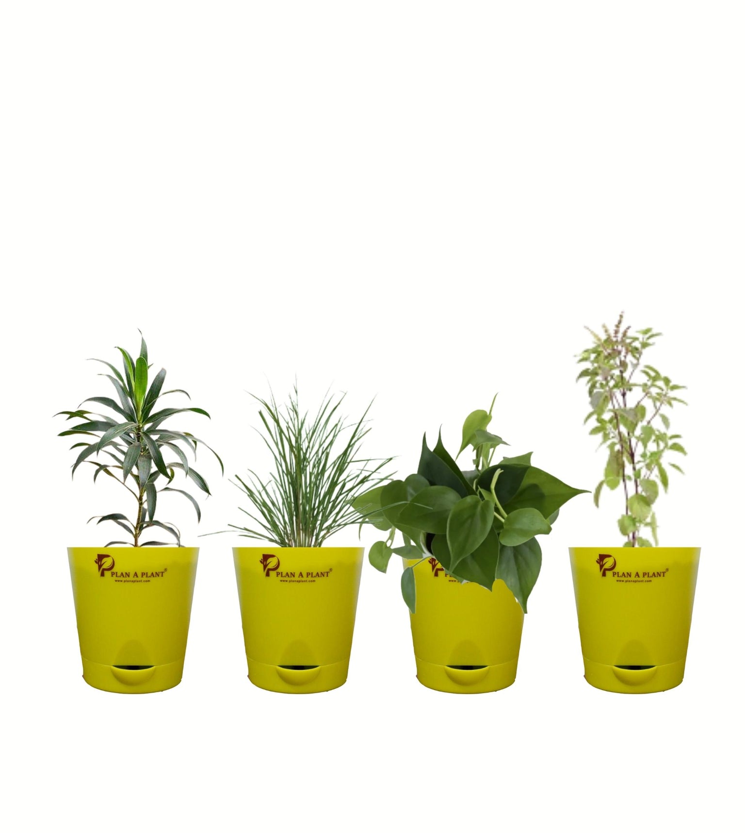 Home | Plan A Plant | Best plants delivered at your doorstep