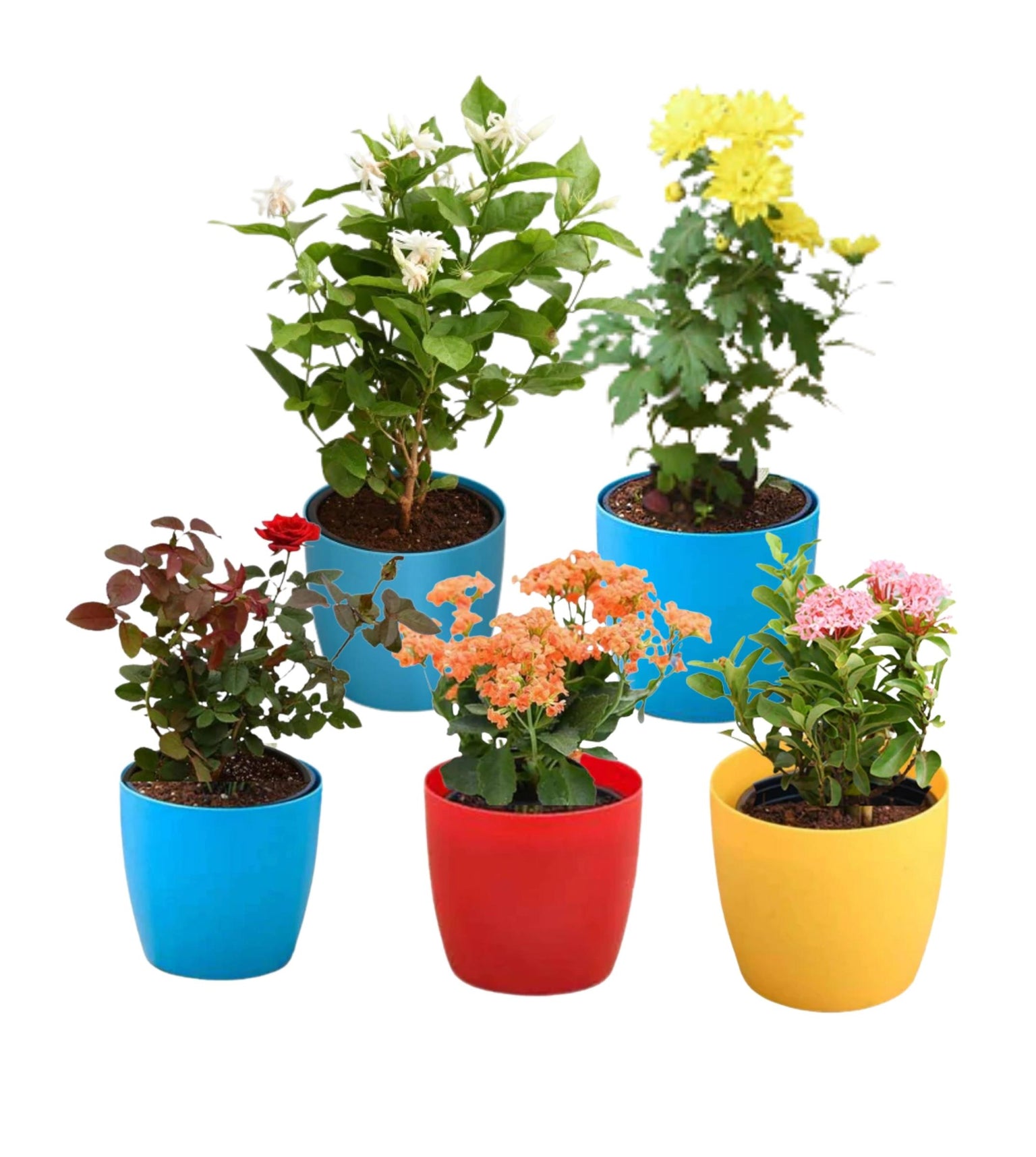 Home | Plan A Plant | Best plants delivered at your doorstep
