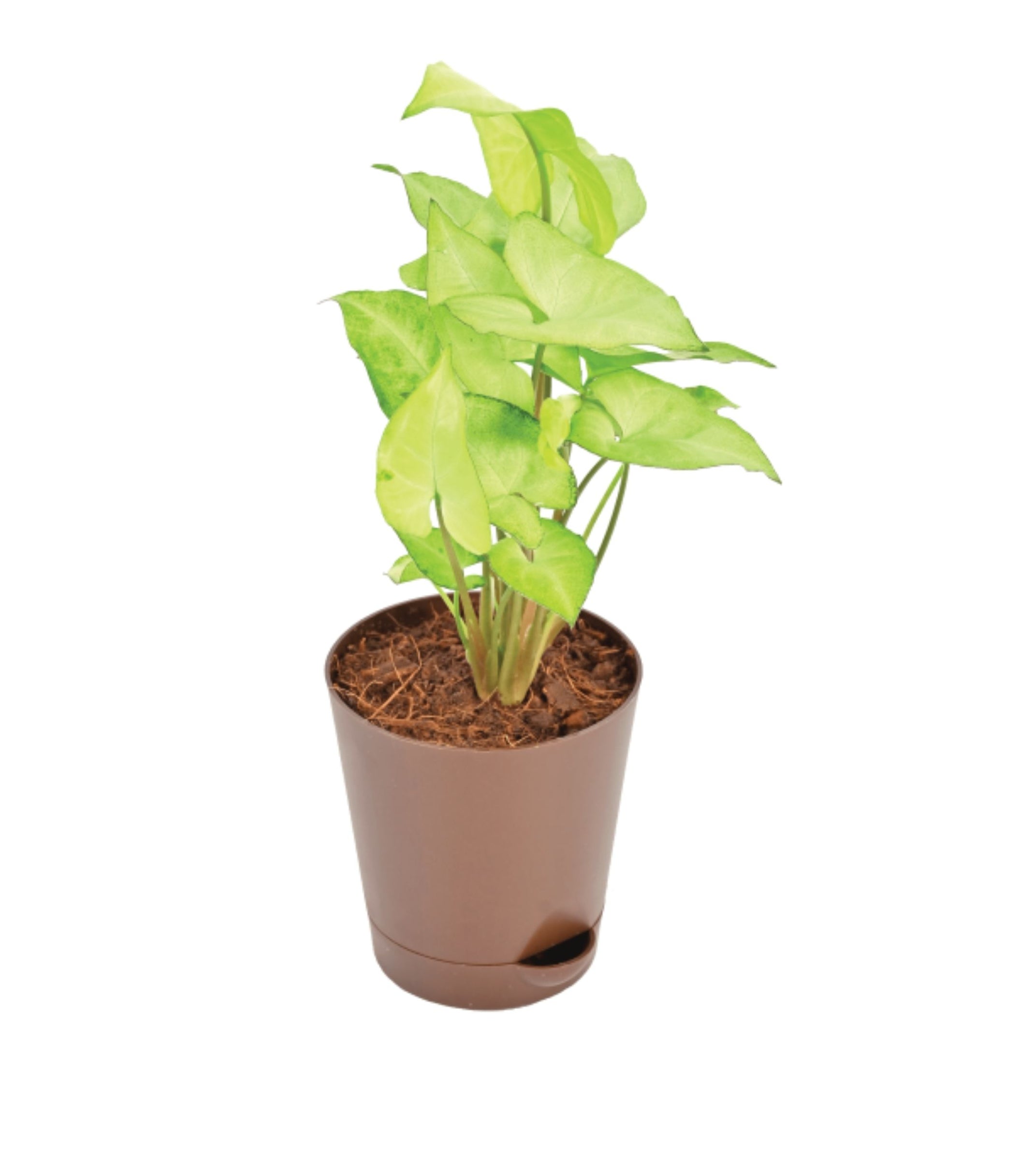 Office Desk plant Pack — Plan A Plant