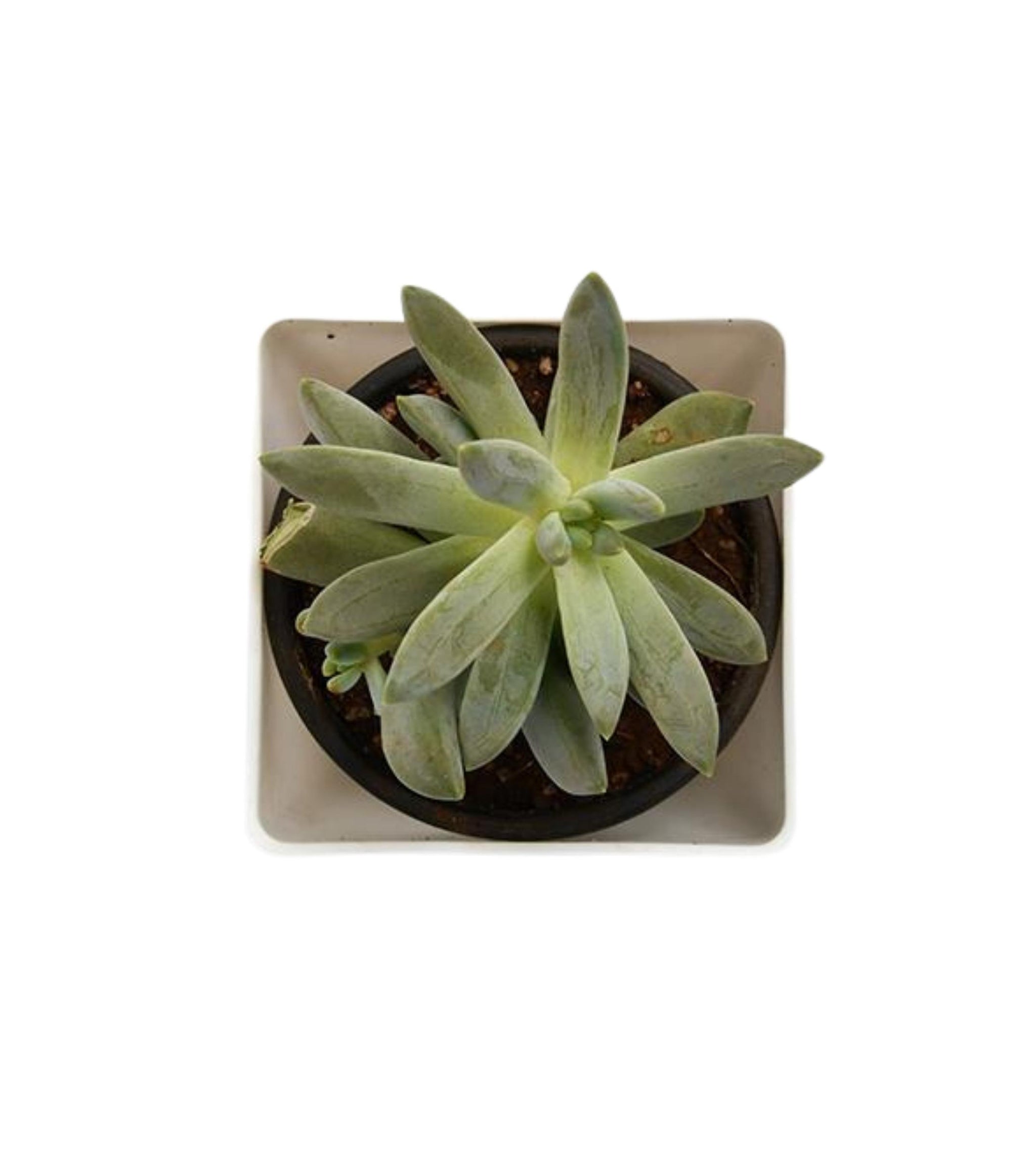 Succulents — Plan A Plant